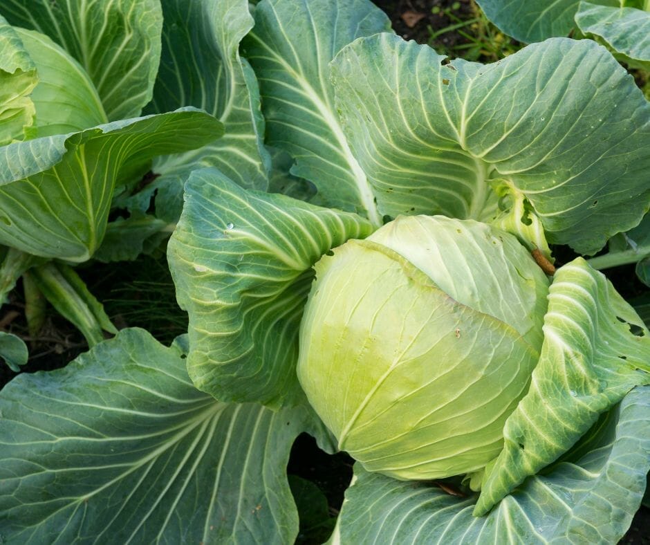 Keto Diet for CKD Patients - Avoid dialysis through diet and nutrition